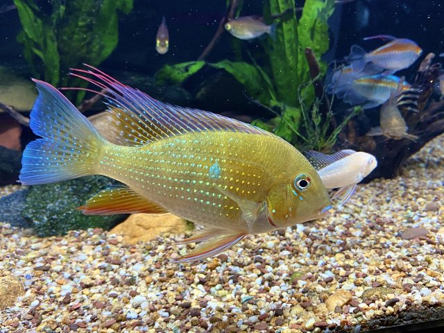 Heckelii update | Capital Cichlid Association