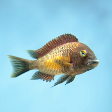 Aulonocara Jacobfreibergi Otter Point